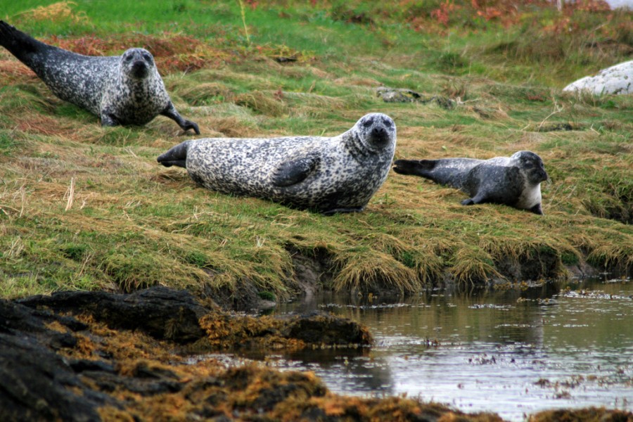Dove incontrare le foche in Irlanda